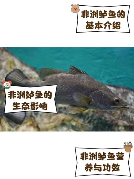 非洲鲈鱼花胶是什么_非洲鲈鱼花胶的功效与作用-第3张图片-山城妙识