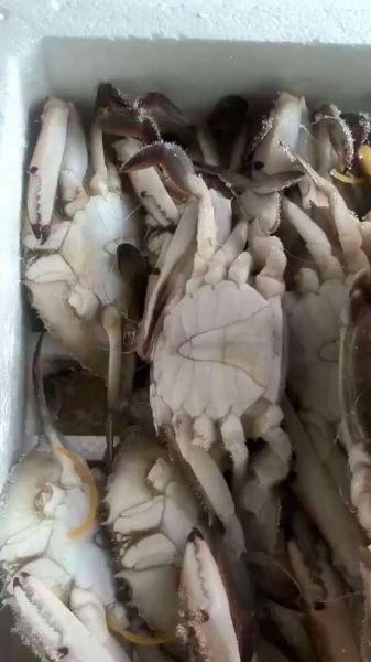 活梭子蟹能直接冷冻吗_冷冻后口感会变差吗-第1张图片-山城妙识