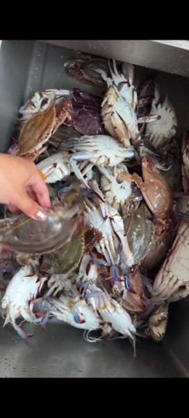 活梭子蟹能直接冷冻吗_冷冻后口感会变差吗-第2张图片-山城妙识