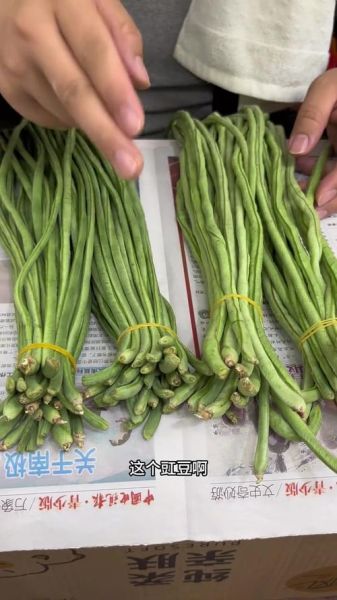 豇豆图片大全大图高清_如何挑选新鲜豇豆-第1张图片-山城妙识 豇豆图片大全大图高清_如何挑选新鲜豇豆-第1张图片-山城妙识