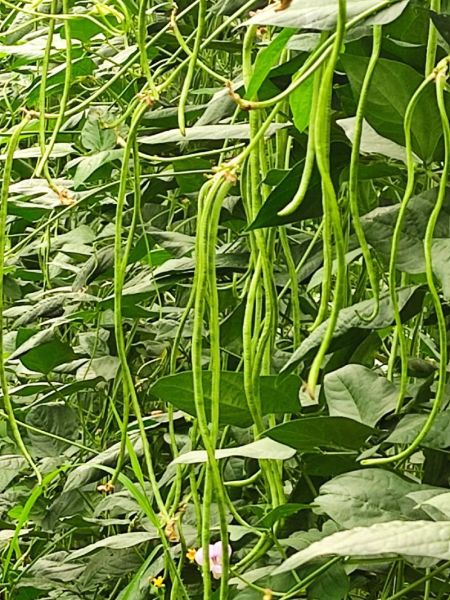 豇豆图片大全大图高清_如何挑选新鲜豇豆-第2张图片-山城妙识 豇豆图片大全大图高清_如何挑选新鲜豇豆-第2张图片-山城妙识