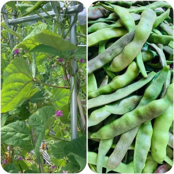 豇豆图片大全大图高清_如何挑选新鲜豇豆-第3张图片-山城妙识 豇豆图片大全大图高清_如何挑选新鲜豇豆-第3张图片-山城妙识