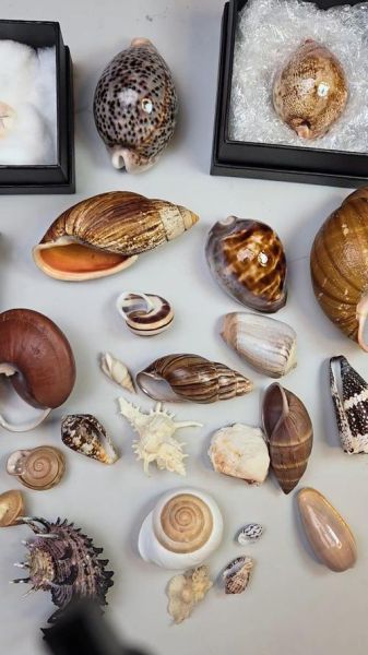 贝壳的种类有哪些_贝壳图片大全集-第3张图片-山城妙识