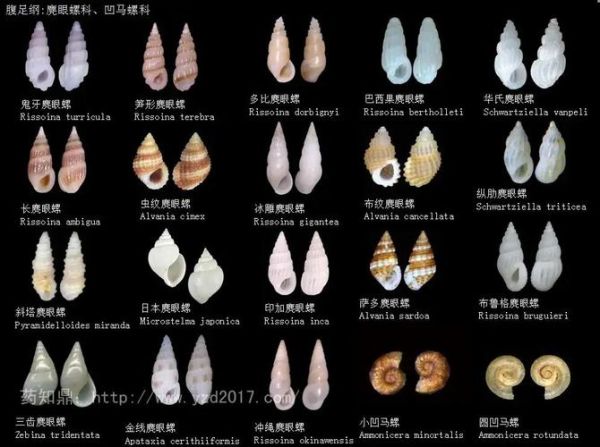 贝壳的种类有哪些_贝壳图片大全集-第1张图片-山城妙识