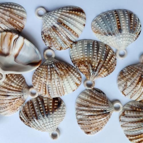 贝壳的种类有哪些_贝壳图片大全集-第2张图片-山城妙识