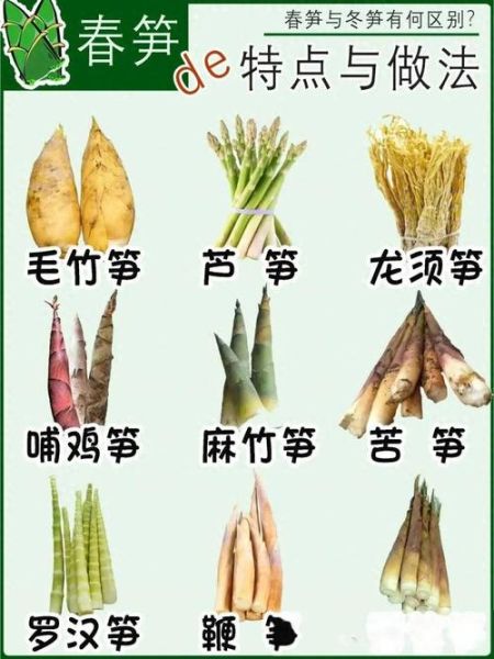 冬笋是什么竹子的笋_冬笋和春笋区别-第3张图片-山城妙识