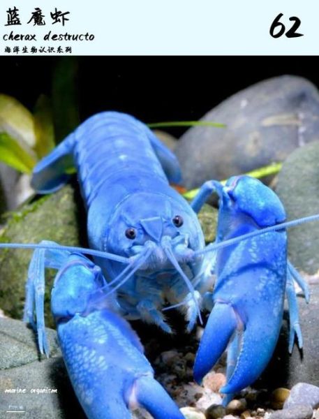 蓝色龙虾多少钱一只_蓝色龙虾为什么这么稀有-第3张图片-山城妙识