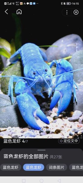 蓝色龙虾多少钱一只_蓝色龙虾为什么这么稀有-第2张图片-山城妙识