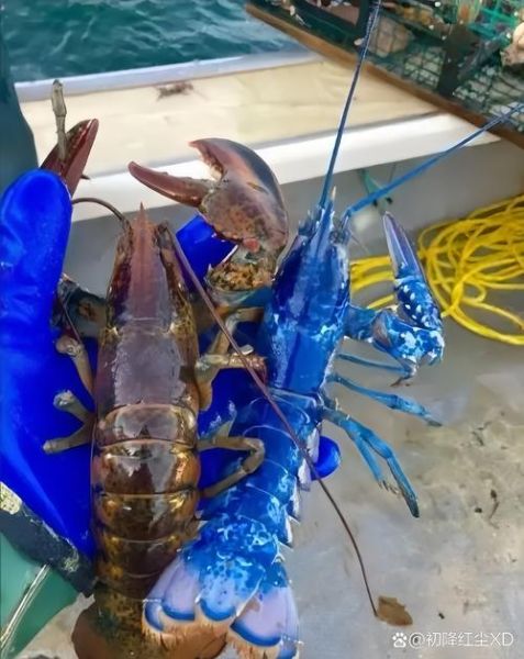 蓝色龙虾多少钱一只_蓝色龙虾为什么这么稀有-第1张图片-山城妙识