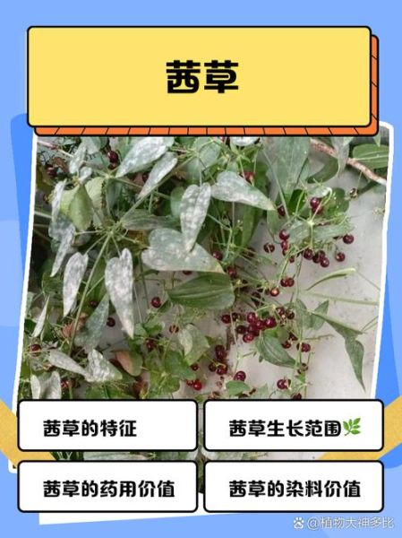 茜草图片长什么样_茜草和紫草的区别-第1张图片-山城妙识