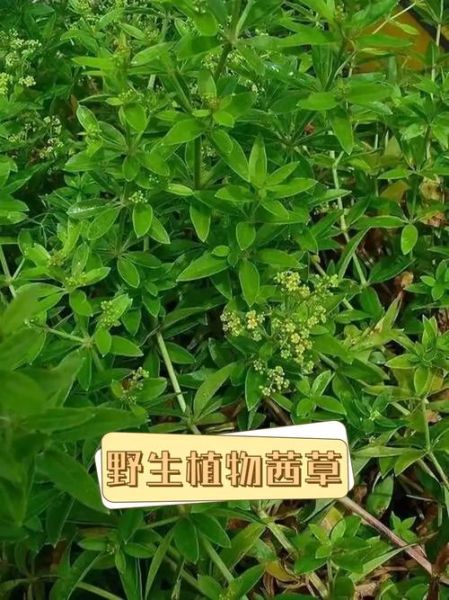 茜草图片长什么样_茜草和紫草的区别-第2张图片-山城妙识