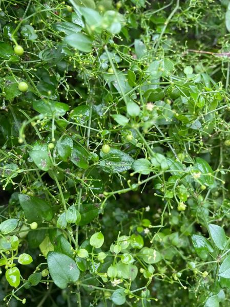 茜草图片长什么样_茜草和紫草的区别-第3张图片-山城妙识