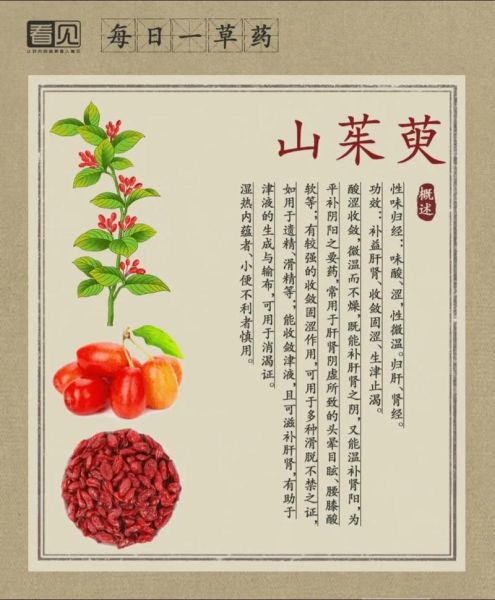 山茱萸的功效与作用_山茱萸主治什么病-第2张图片-山城妙识