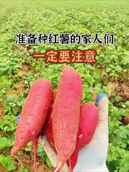 山芋怎么种_山芋种植技术详解-第1张图片-山城妙识 山芋怎么种_山芋种植技术详解-第1张图片-山城妙识