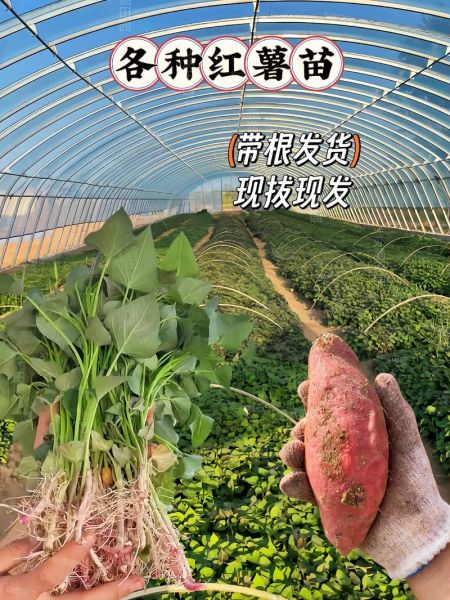 山芋怎么种_山芋种植技术详解-第2张图片-山城妙识 山芋怎么种_山芋种植技术详解-第2张图片-山城妙识