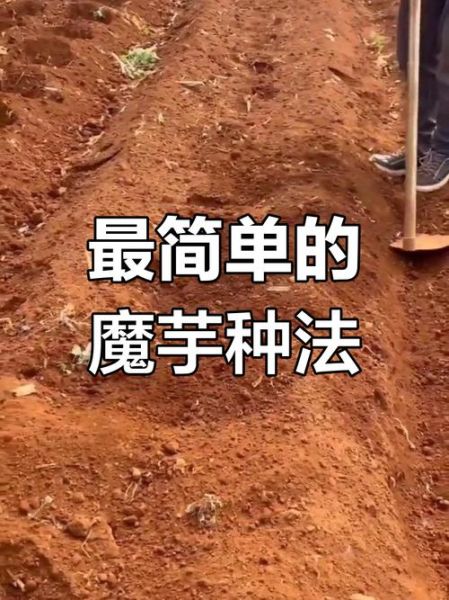 山芋怎么种_山芋种植技术详解-第3张图片-山城妙识 山芋怎么种_山芋种植技术详解-第3张图片-山城妙识