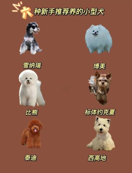 适合家养的狗有哪些_新手养狗推荐-第2张图片-山城妙识 适合家养的狗有哪些_新手养狗推荐-第2张图片-山城妙识