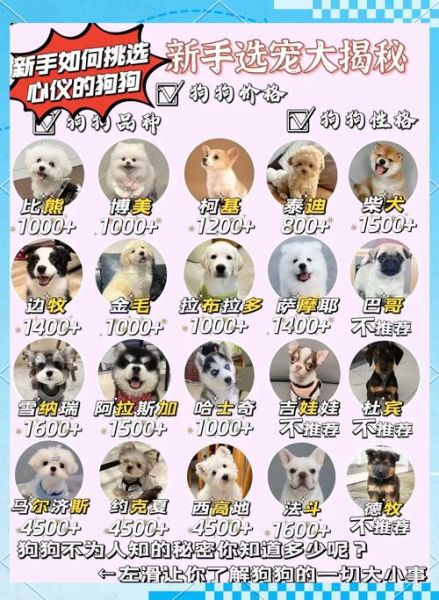 适合家养的狗有哪些_新手养狗推荐-第3张图片-山城妙识 适合家养的狗有哪些_新手养狗推荐-第3张图片-山城妙识