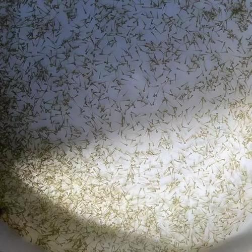 塘鳢鱼多少钱一斤_塘鳢鱼价格为何波动大-第2张图片-山城妙识 塘鳢鱼多少钱一斤_塘鳢鱼价格为何波动大-第2张图片-山城妙识