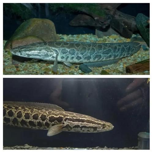 塘鳢鱼多少钱一斤_塘鳢鱼价格为何波动大-第1张图片-山城妙识 塘鳢鱼多少钱一斤_塘鳢鱼价格为何波动大-第1张图片-山城妙识