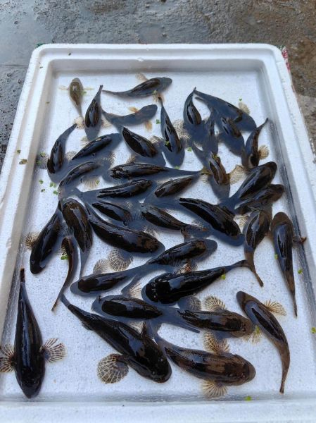 塘鳢鱼多少钱一斤_塘鳢鱼价格为何波动大-第3张图片-山城妙识 塘鳢鱼多少钱一斤_塘鳢鱼价格为何波动大-第3张图片-山城妙识