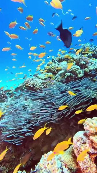 海底世界怎么拍_鱼群视频拍摄技巧-第2张图片-山城妙识