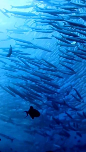 海底世界怎么拍_鱼群视频拍摄技巧-第3张图片-山城妙识