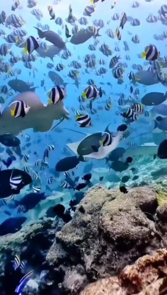 海底世界怎么拍_鱼群视频拍摄技巧-第1张图片-山城妙识