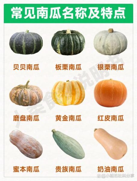 北瓜和南瓜是一种瓜吗_区别与真相-第2张图片-山城妙识