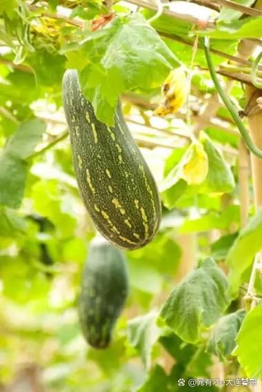 北瓜和南瓜是一种瓜吗_区别与真相-第3张图片-山城妙识