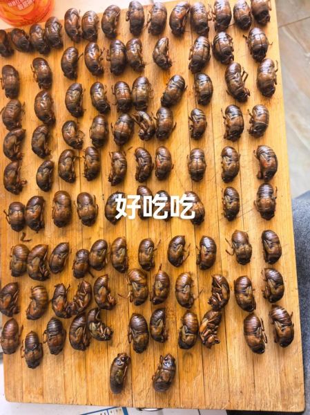 蝉怎么吃_蝉有什么营养价值-第2张图片-山城妙识