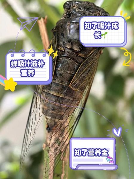 蝉怎么吃_蝉有什么营养价值-第1张图片-山城妙识