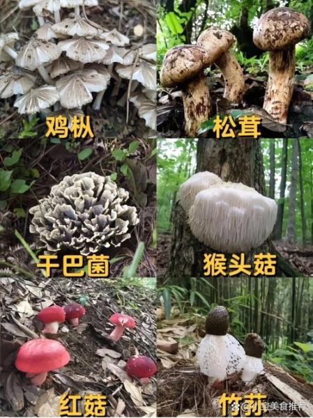 哪些野生菌可以吃_如何辨别可食用野生菌-第2张图片-山城妙识 哪些野生菌可以吃_如何辨别可食用野生菌-第2张图片-山城妙识