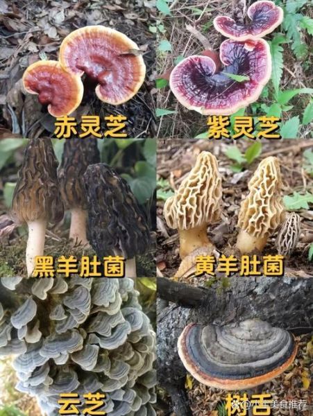 哪些野生菌可以吃_如何辨别可食用野生菌-第1张图片-山城妙识 哪些野生菌可以吃_如何辨别可食用野生菌-第1张图片-山城妙识