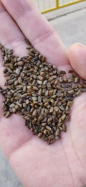 决明子图片长什么样_决明子真假怎么分辨-第1张图片-山城妙识 决明子图片长什么样_决明子真假怎么分辨-第1张图片-山城妙识