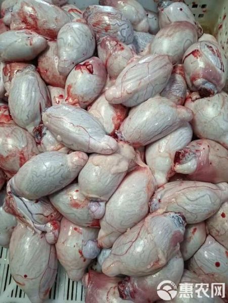 羊宝是什么样子的_羊宝图片真实长啥样-第3张图片-山城妙识