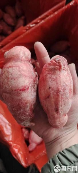 羊宝是什么样子的_羊宝图片真实长啥样-第2张图片-山城妙识