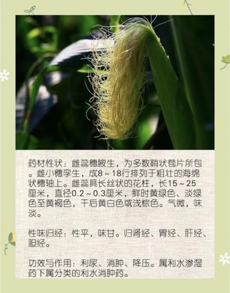 玉米须的功效与作用_玉米须能降血糖吗-第2张图片-山城妙识
