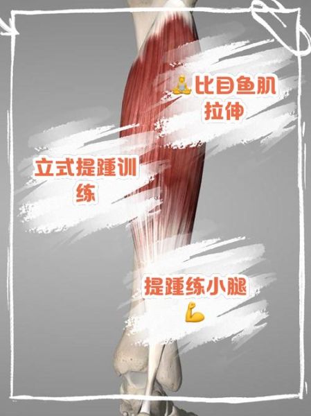 比目鱼肌线怎么练_比目鱼肌线多久能练出来-第1张图片-山城妙识