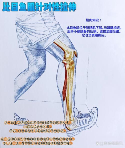 比目鱼肌线怎么练_比目鱼肌线多久能练出来-第3张图片-山城妙识