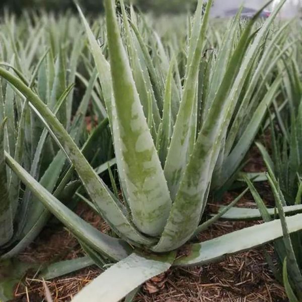 哪种芦荟可以直接敷脸_库拉索芦荟怎么使用最安全-第2张图片-山城妙识