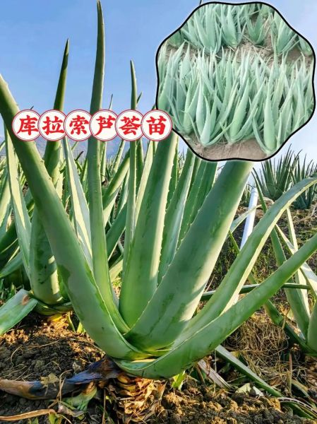 哪种芦荟可以直接敷脸_库拉索芦荟怎么使用最安全-第1张图片-山城妙识