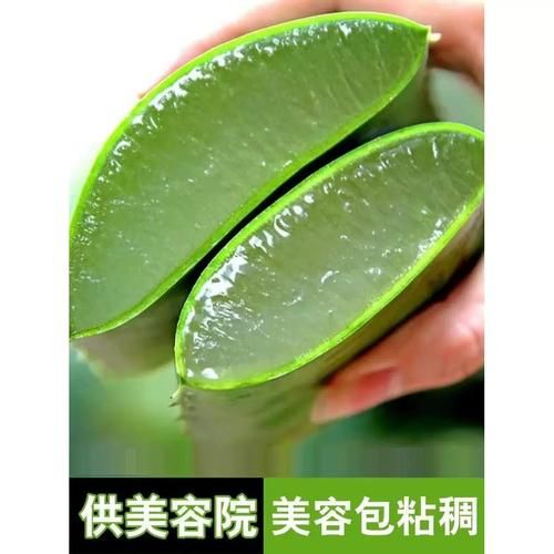 哪种芦荟可以直接敷脸_库拉索芦荟怎么使用最安全-第3张图片-山城妙识