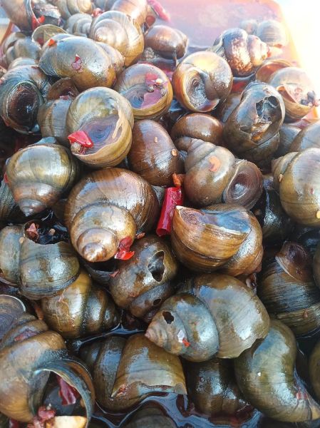 巨型田螺怎么养_巨型田螺吃什么-第2张图片-山城妙识 巨型田螺怎么养_巨型田螺吃什么-第2张图片-山城妙识