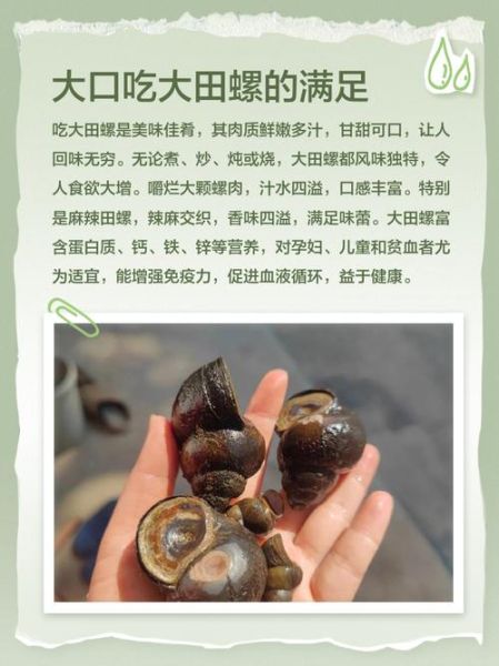 巨型田螺怎么养_巨型田螺吃什么-第1张图片-山城妙识 巨型田螺怎么养_巨型田螺吃什么-第1张图片-山城妙识