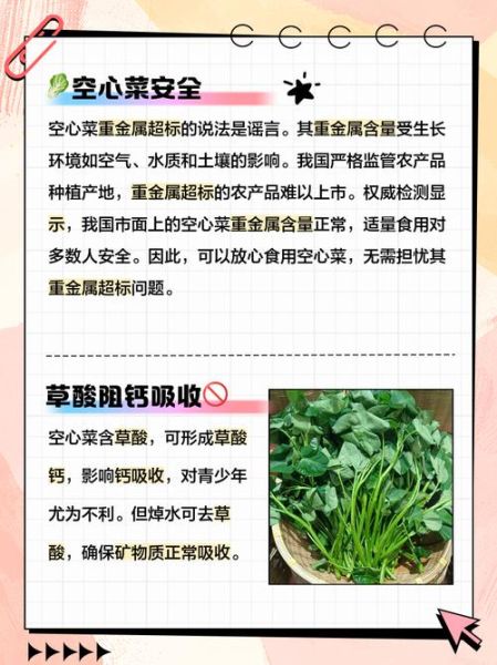 空心菜吃多了有什么坏处_空心菜重金属超标是真的吗-第2张图片-山城妙识