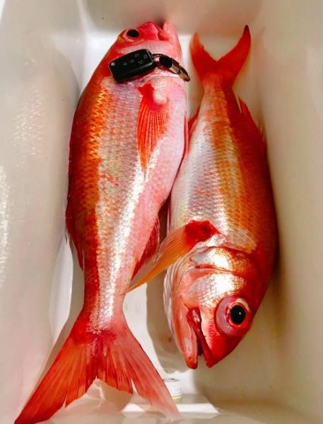 小红鱼吃什么食物_小红鱼多久喂一次-第3张图片-山城妙识