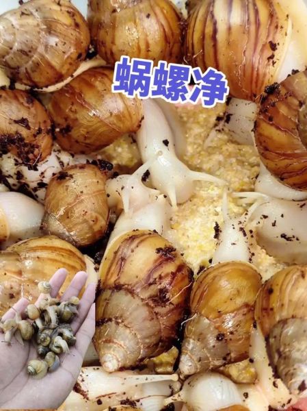 田螺有杀不死的寄生虫吗_如何避免感染-第3张图片-山城妙识