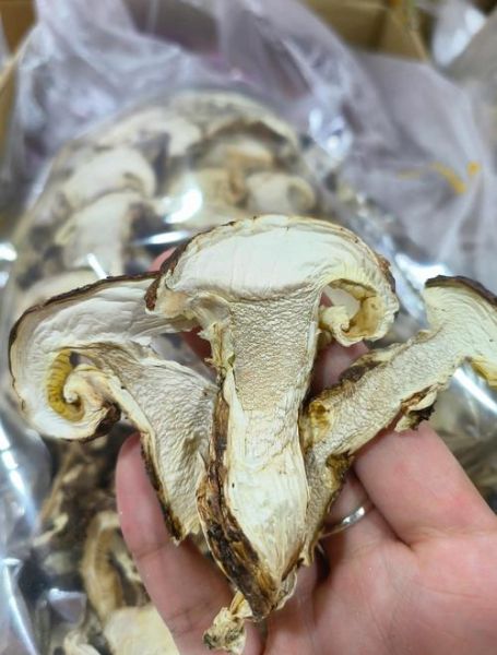 干松茸多少钱一斤_干松茸价格行情-第3张图片-山城妙识