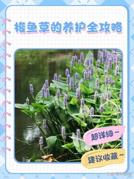 梭鱼草怎么养_梭鱼草和再力花的区别-第2张图片-山城妙识